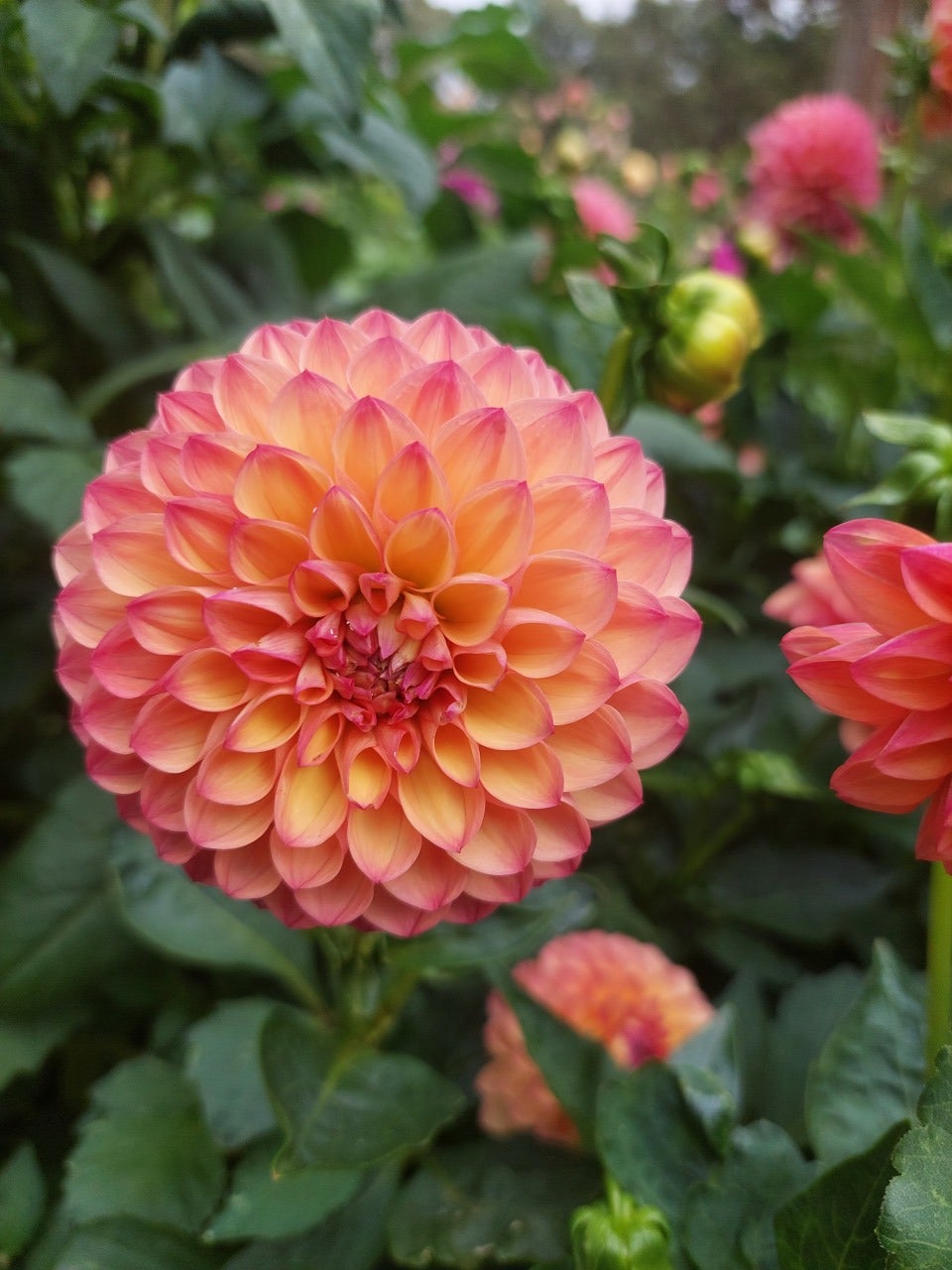 Otway Flower Farm