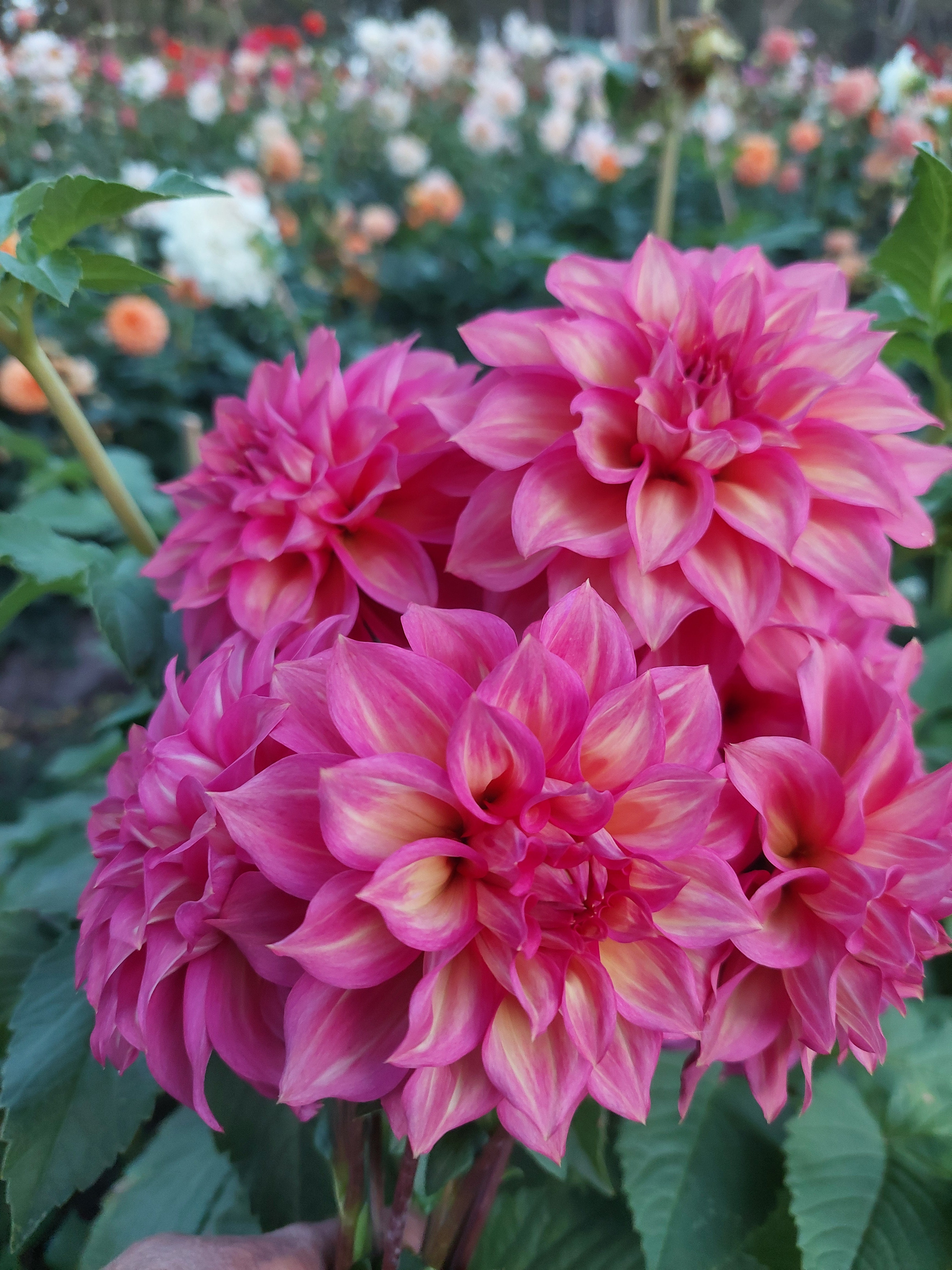 Belle (also known as Juliette) Dahlia | Otway Flower Farm