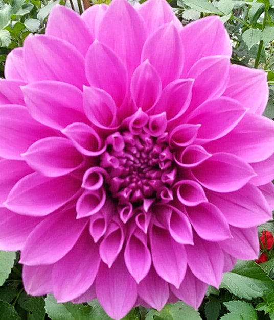Oberon Dahlia | Otway Flower Farm