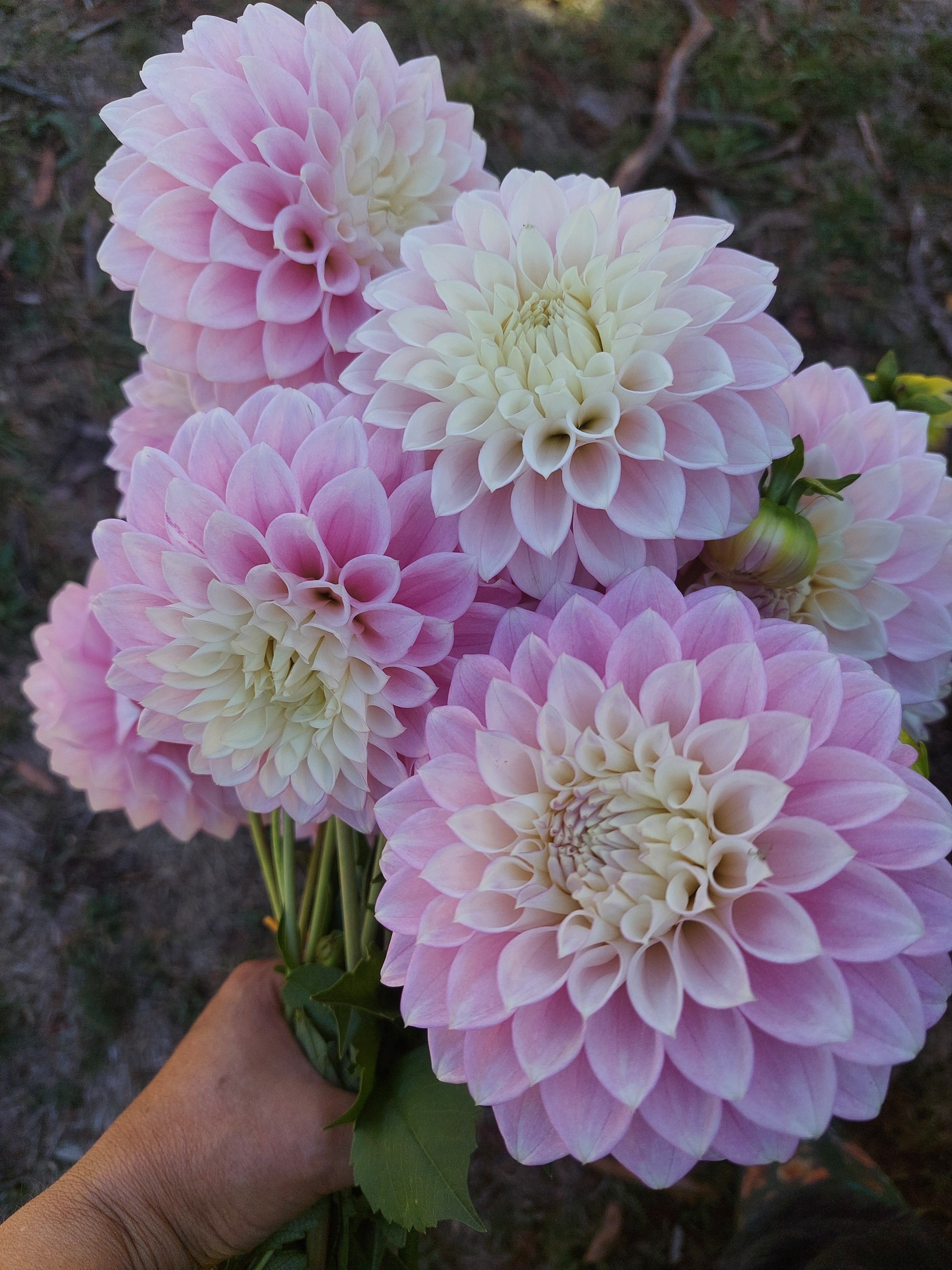 Devon Seattle Dahlia | Otway Flower Farm