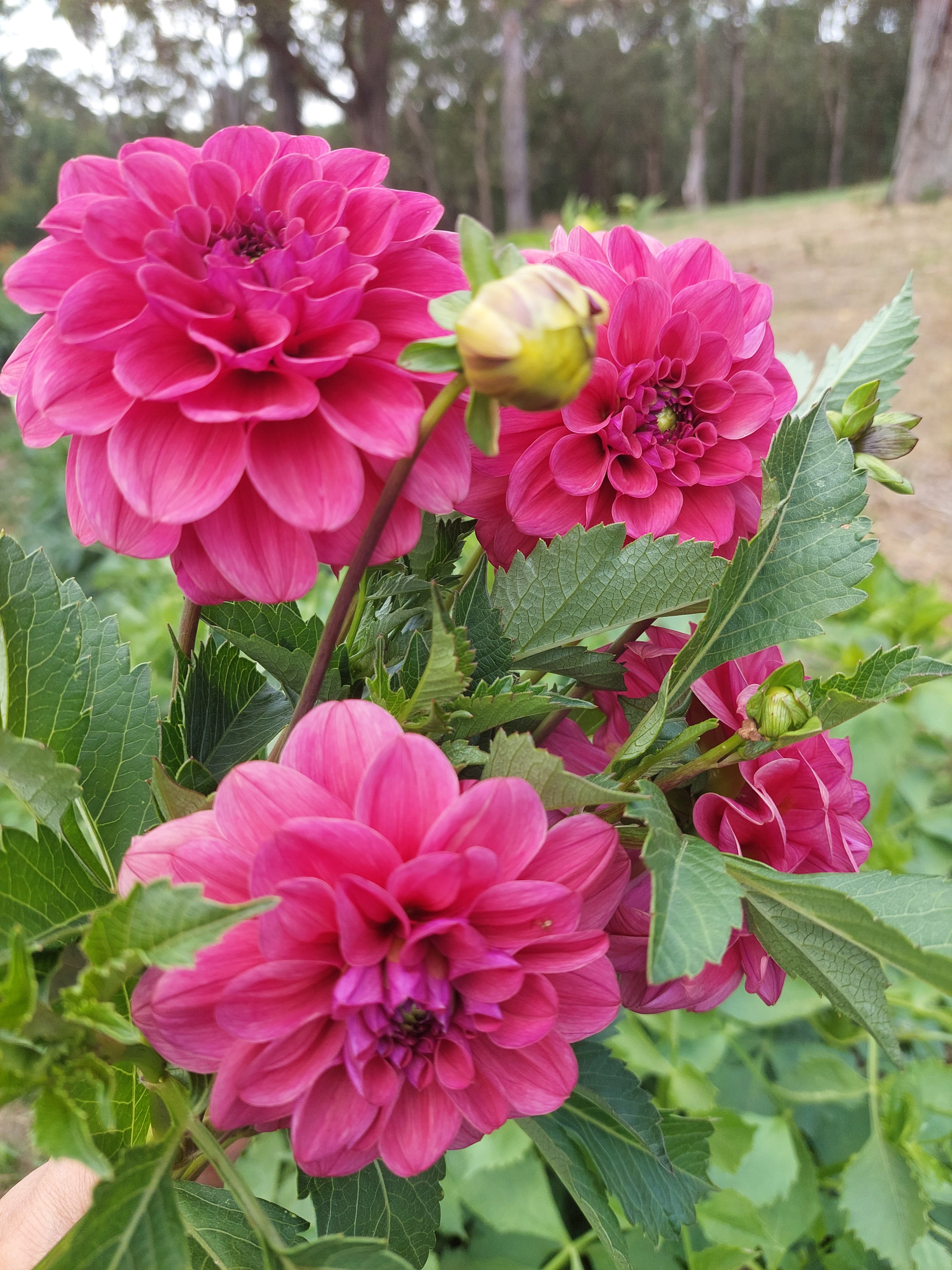 Dusty Rose Dahlia | Otway Flower Farm