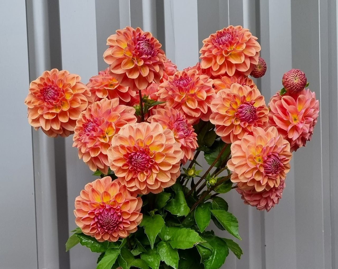 breannon-dahlia-1-tuber-otway-flower-farm