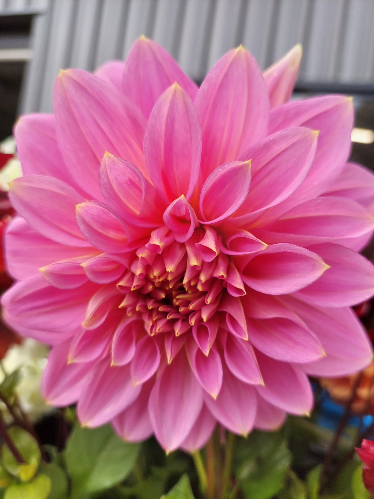 Flower Buckets Dahlia Tubers Seeds Wellbeing Dried Flowers