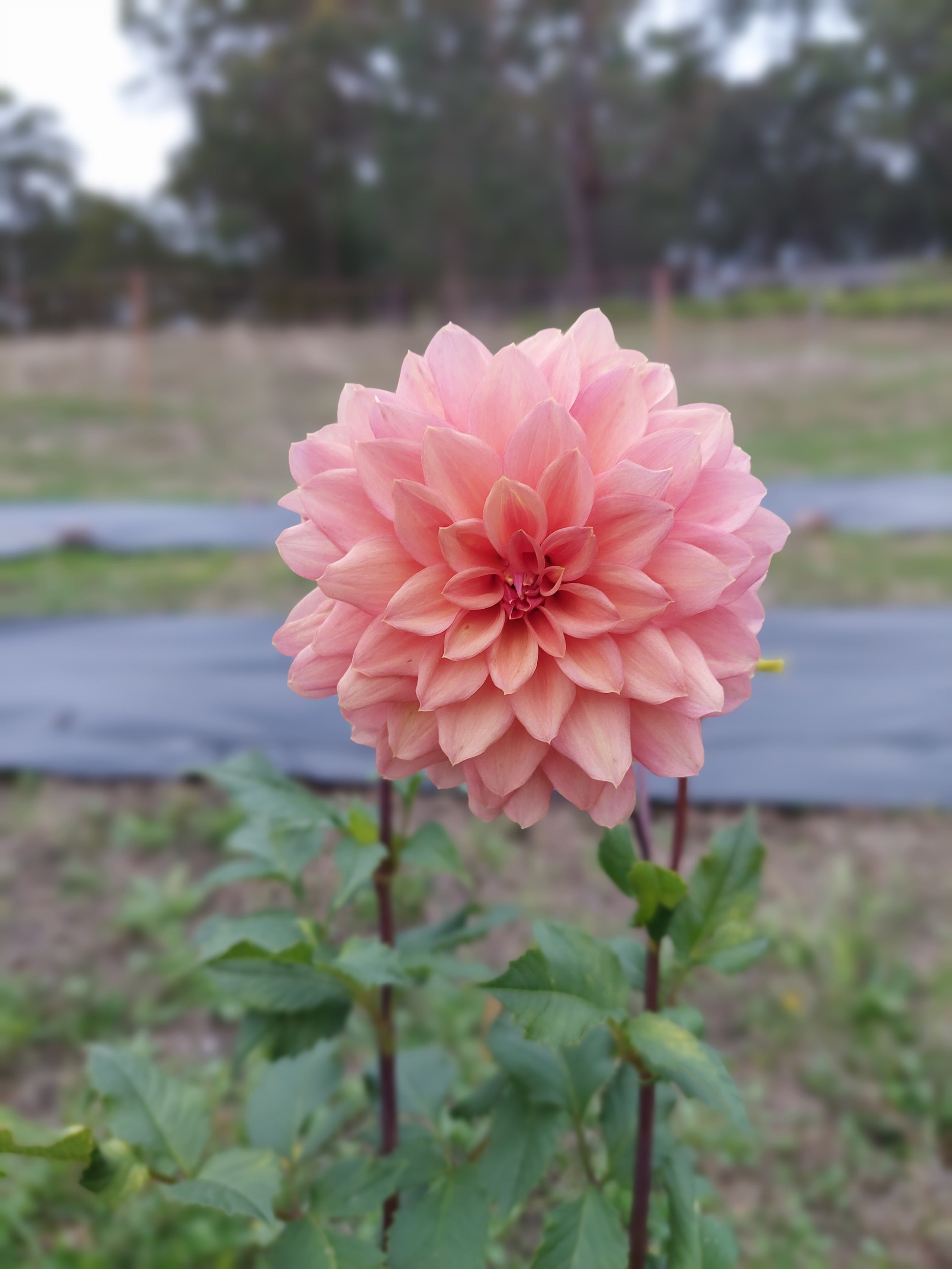 African Peach Dahlia | Otway Flower Farm