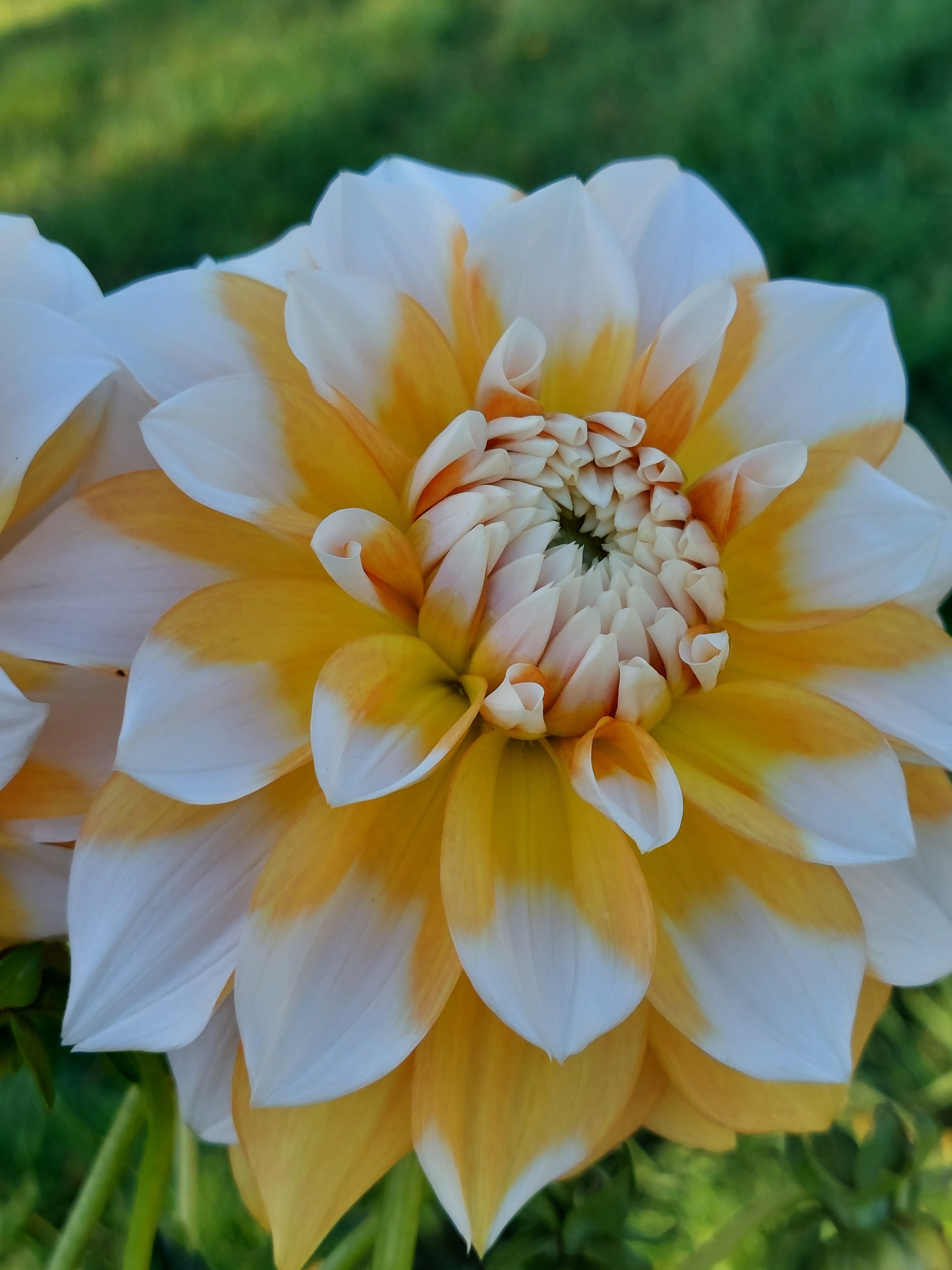 Cornflakes - Dahlia | Otway Flower Farm